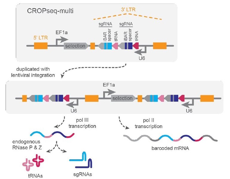 Hot Plasmids Spring 2024